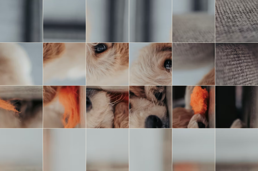 Photo puzzle game of yellow labrador puppy