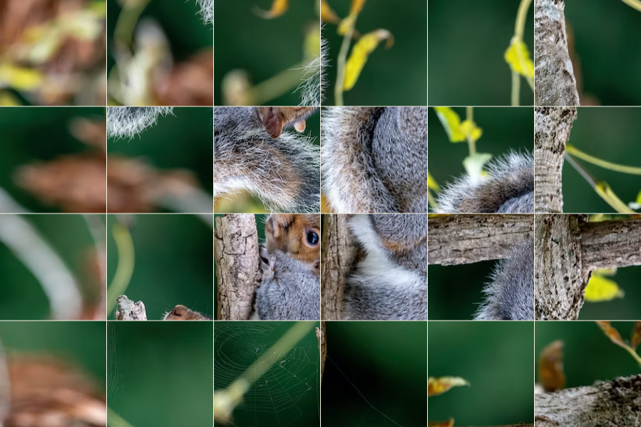 Photo puzzle game of a squirrel is sitting on a tree branch