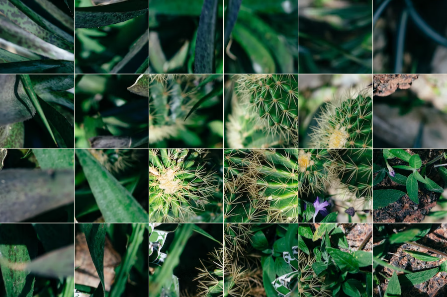 Photo puzzle game of a plant in a garden