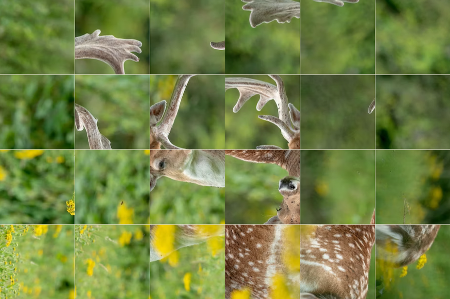 Photo puzzle game of brown deer on green grass during daytime
